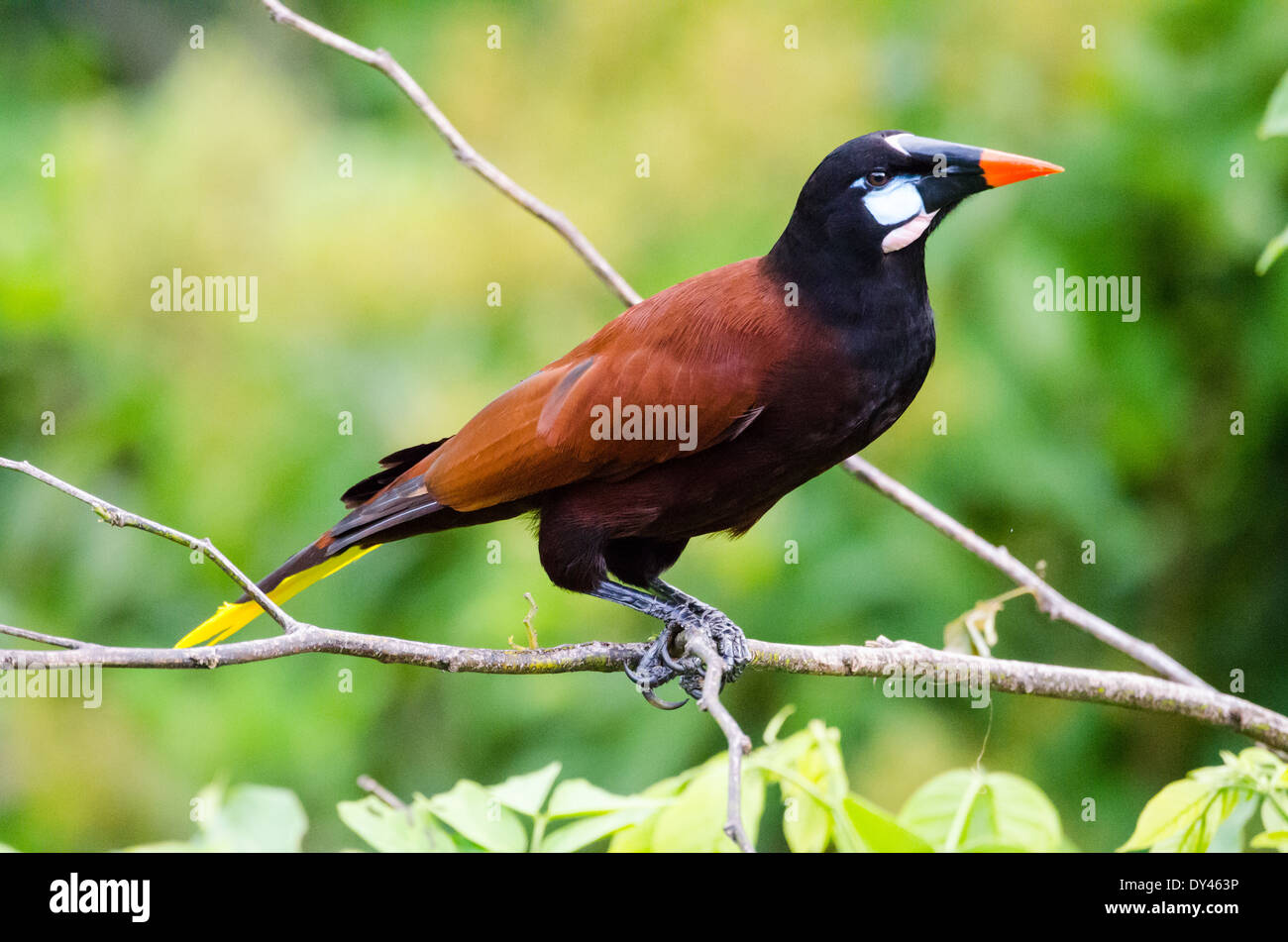 Montezuma oropendola hi-res stock photography and images - Alamy