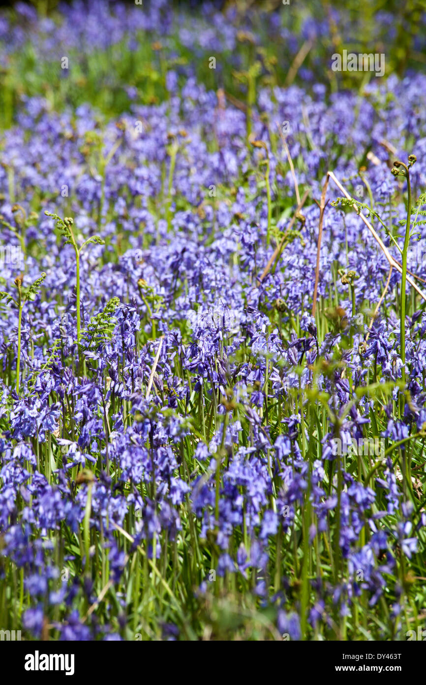 Bluebells growing in deciduous woodland in spring Crieff Perthshire ...