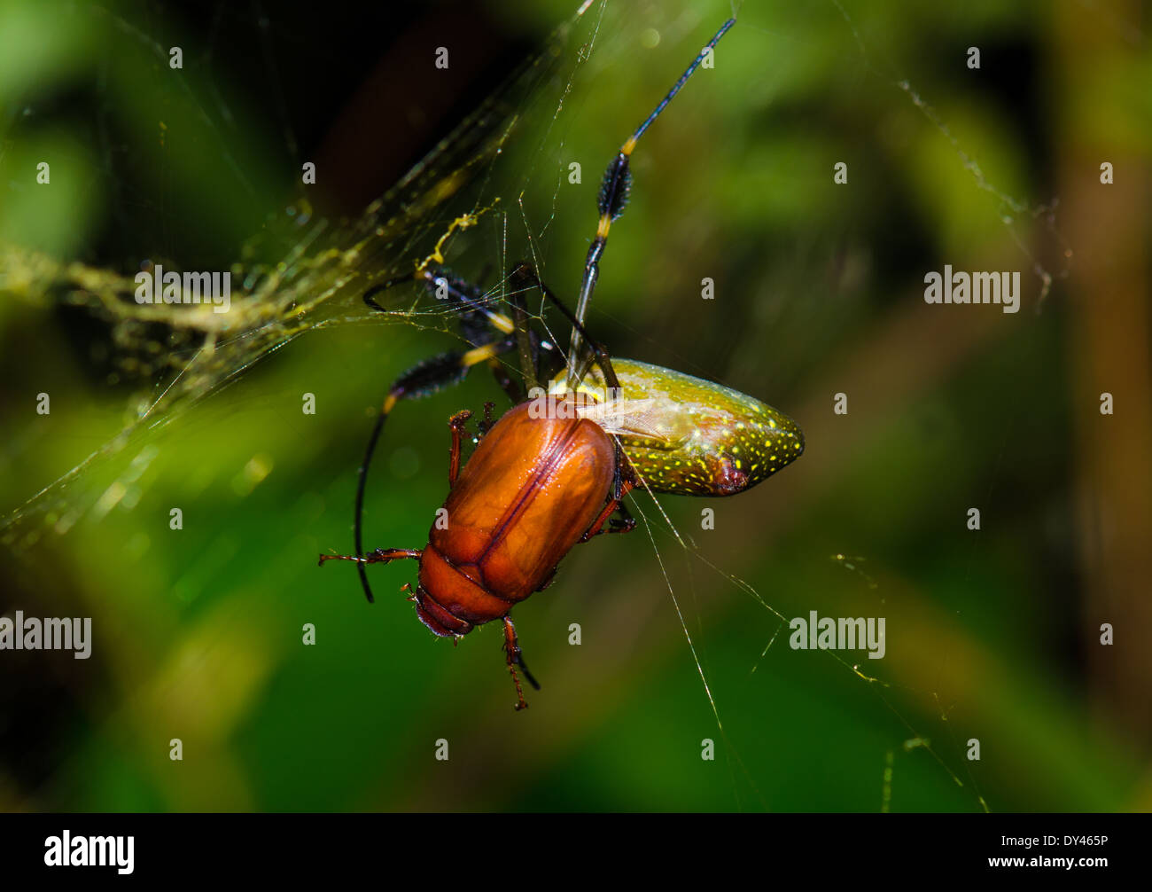 A large golden orb-weaver spider preys on a beetle. Monteverde, Costa ...