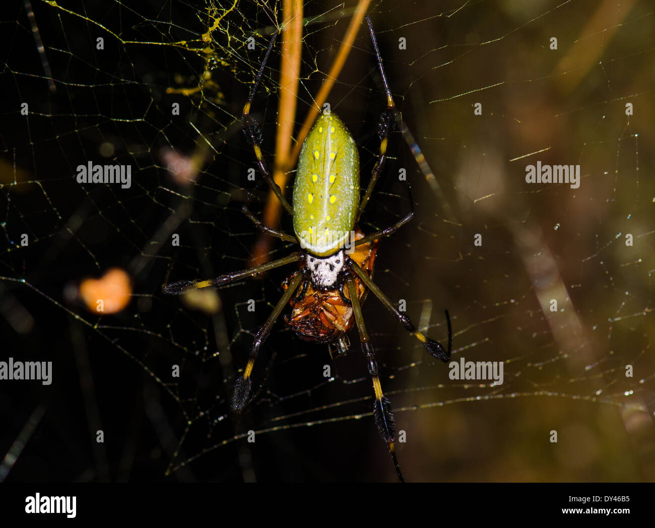 A large golden orb-weaver spider preys on a beetle. Monteverde, Costa ...