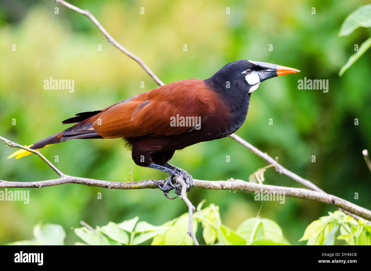 Montezuma oropendola hi-res stock photography and images - Alamy