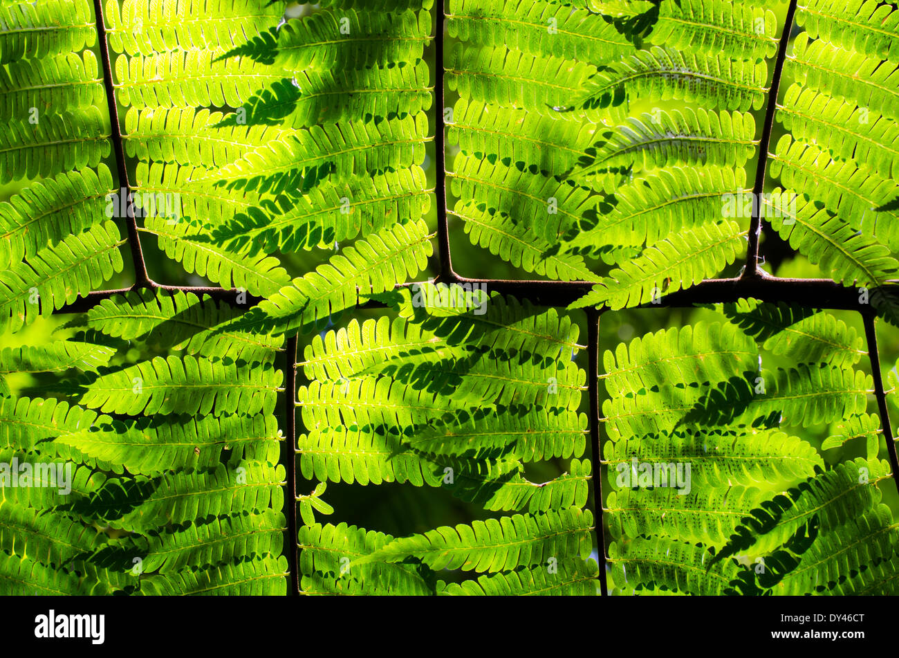 Patterns of tree fern leaves in rain-forest. Monteverde, Costa Rica ...