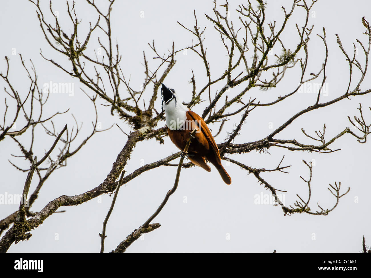 A male Three-wattled Bellbird (Procnias tricarunculatus) calling on a ...