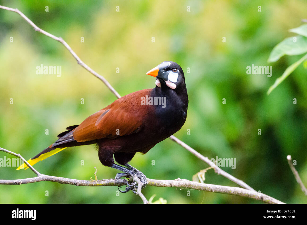 Oropendola bird hi-res stock photography and images - Alamy