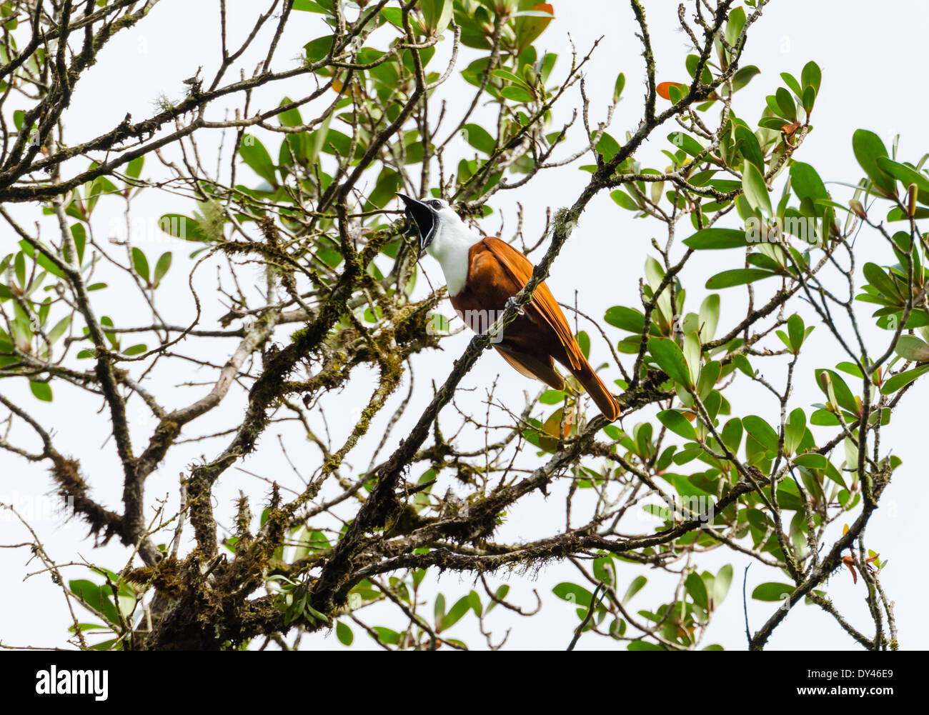 A male Three-wattled Bellbird (Procnias tricarunculatus) calling on a ...