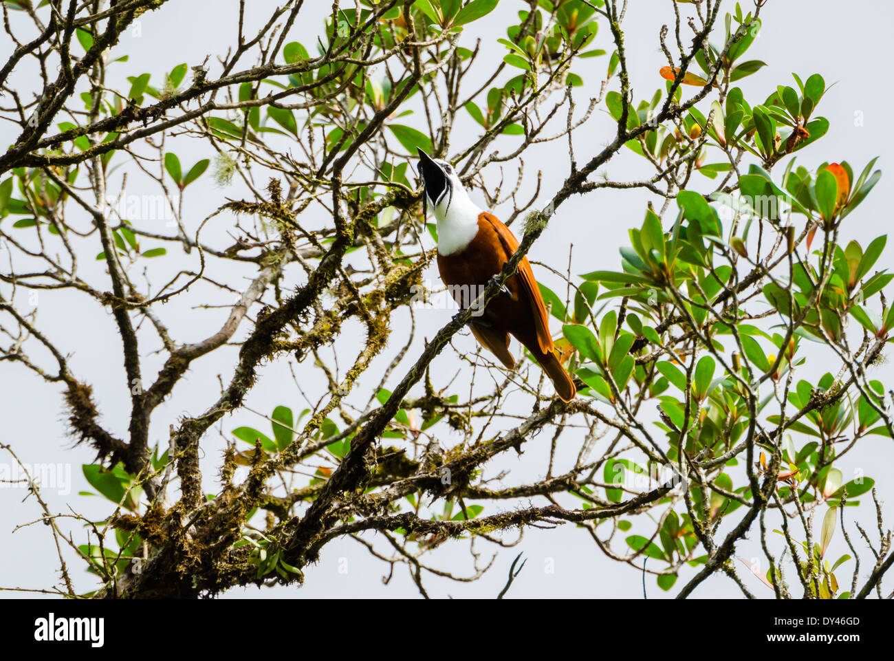 A male Three-wattled Bellbird (Procnias tricarunculatus) calling on a ...