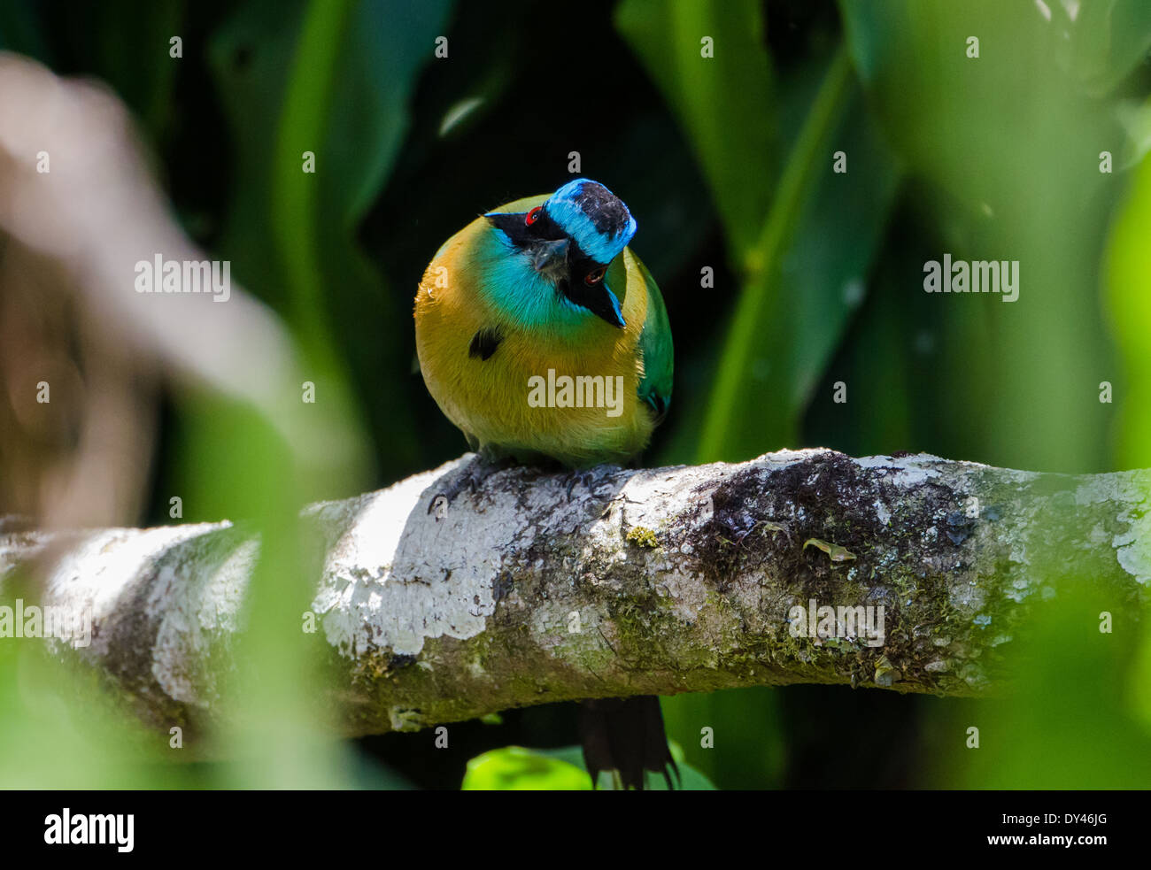 A funny frontal look of a Blue-crowned Motmot (Momotus momota ...