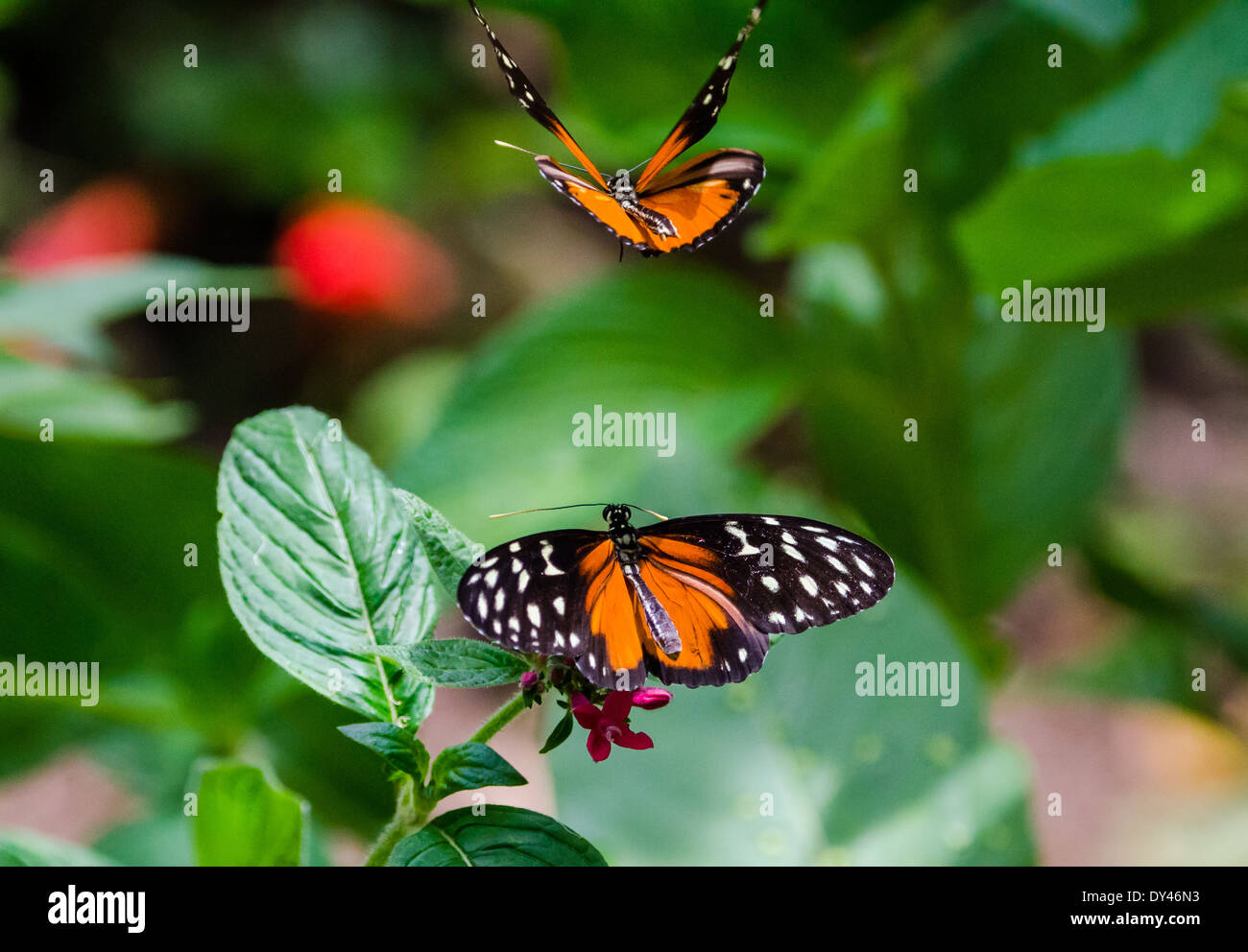 Heliconius butterflies hi-res stock photography and images - Alamy