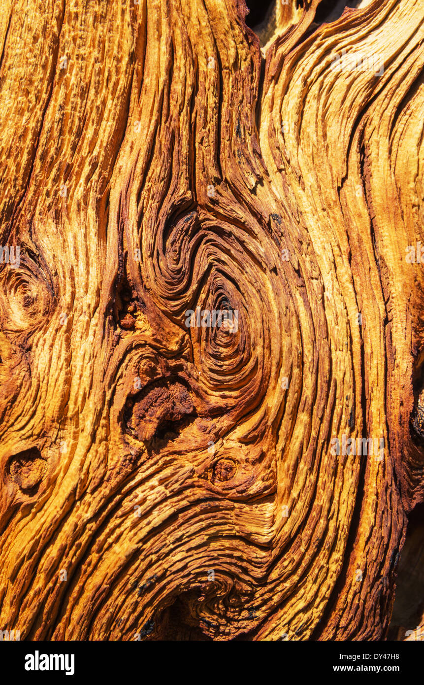 old weathered wood from a pine tree trunk Stock Photo - Alamy
