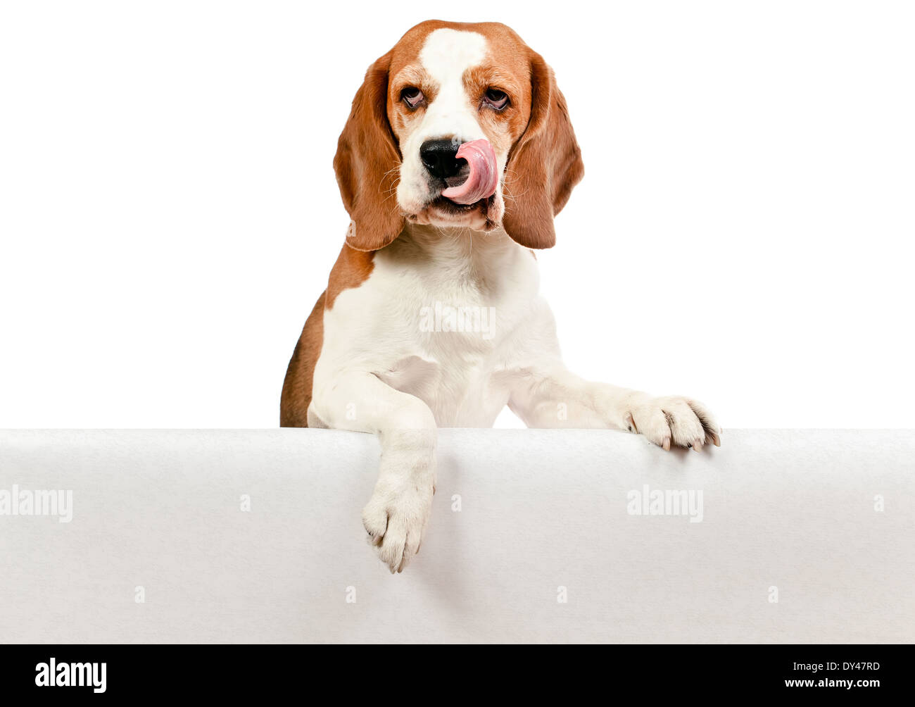 cute beagle isolated on a white background Stock Photo - Alamy
