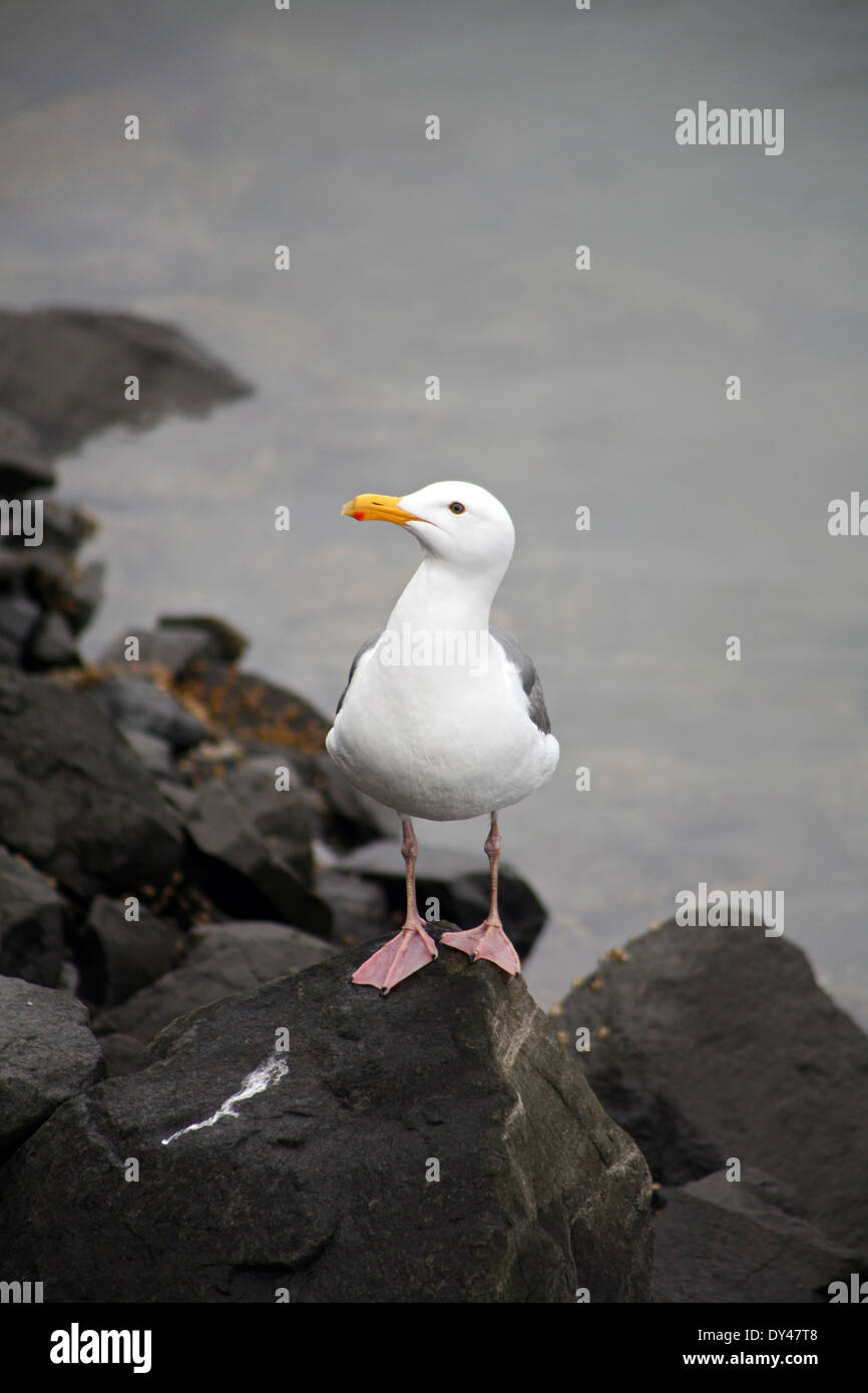 Seagull on Puget Sound Stock Photo - Alamy