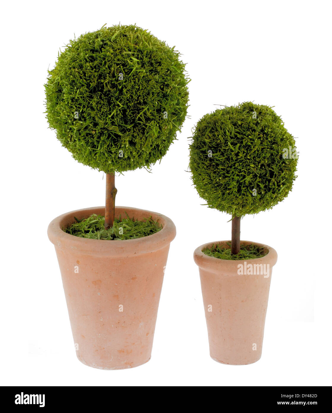 Ornamental plants in ceramic pots Stock Photo - Alamy