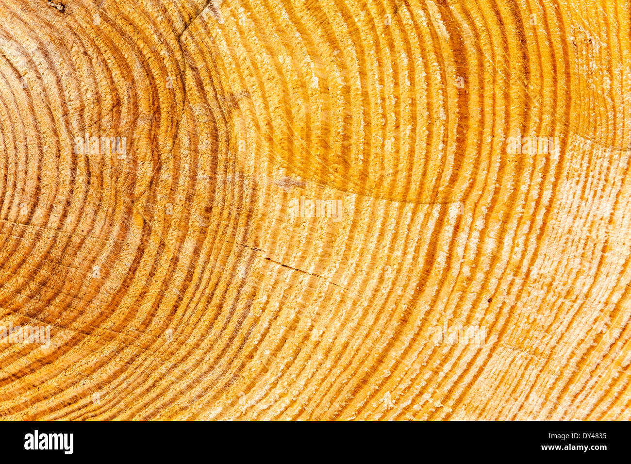 Annual rings of a tree trunk, Age Rings, wood, cross-section Stock ...
