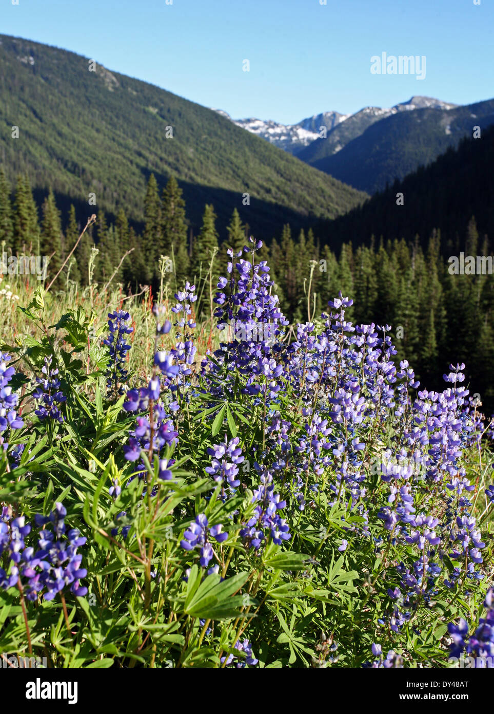 Purple wildflowers in the mountains Stock Photo - Alamy