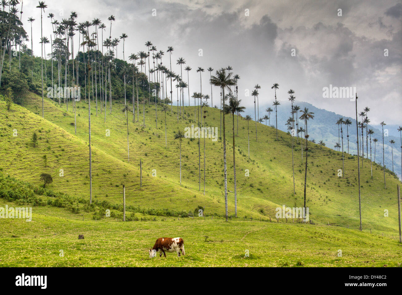 Cows at the valley of Cocora near Salento, Colombia Stock Photo - Alamy