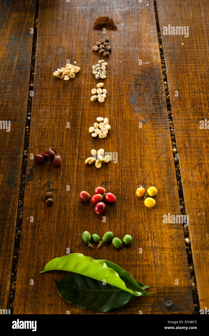 Different steps in coffee making from plant to powder Stock Photo - Alamy