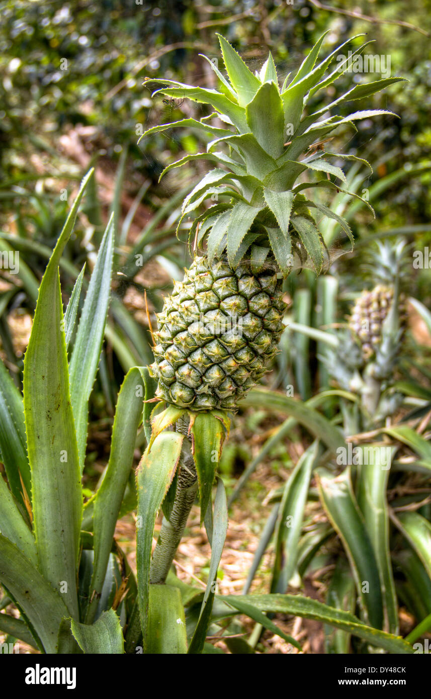 Pineapple bush hi-res stock photography and images - Alamy