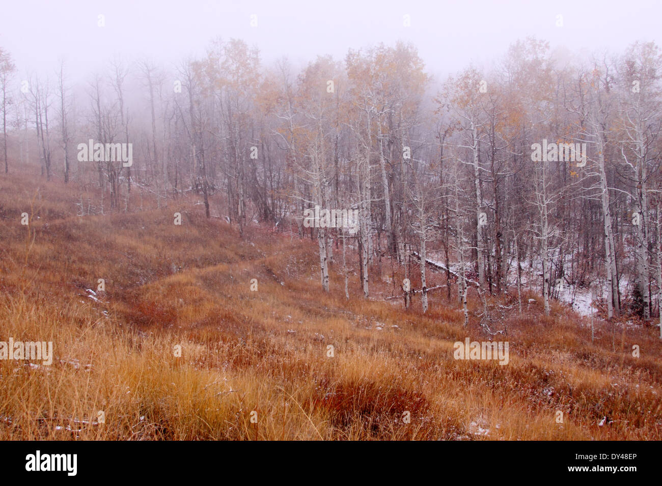Mist covered forest hi-res stock photography and images - Alamy