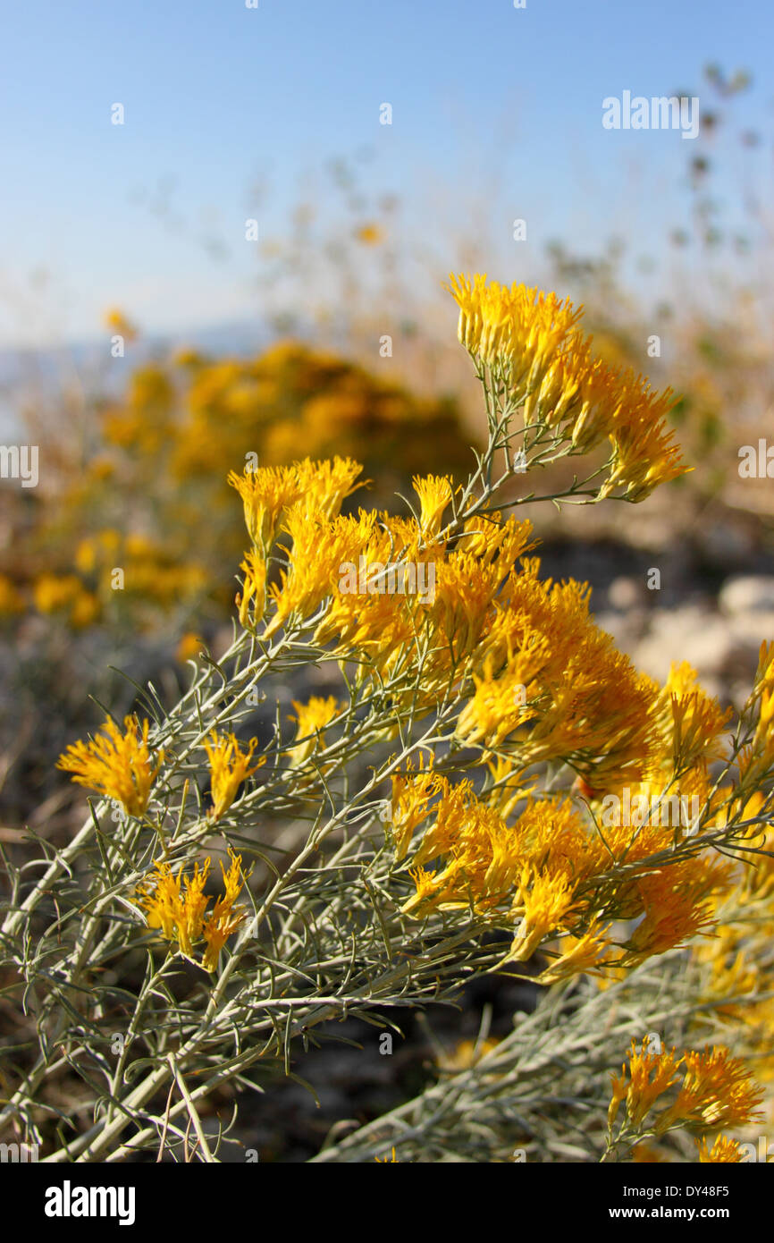 Wildflowers Blowing in the Wind Stock Photo - Alamy