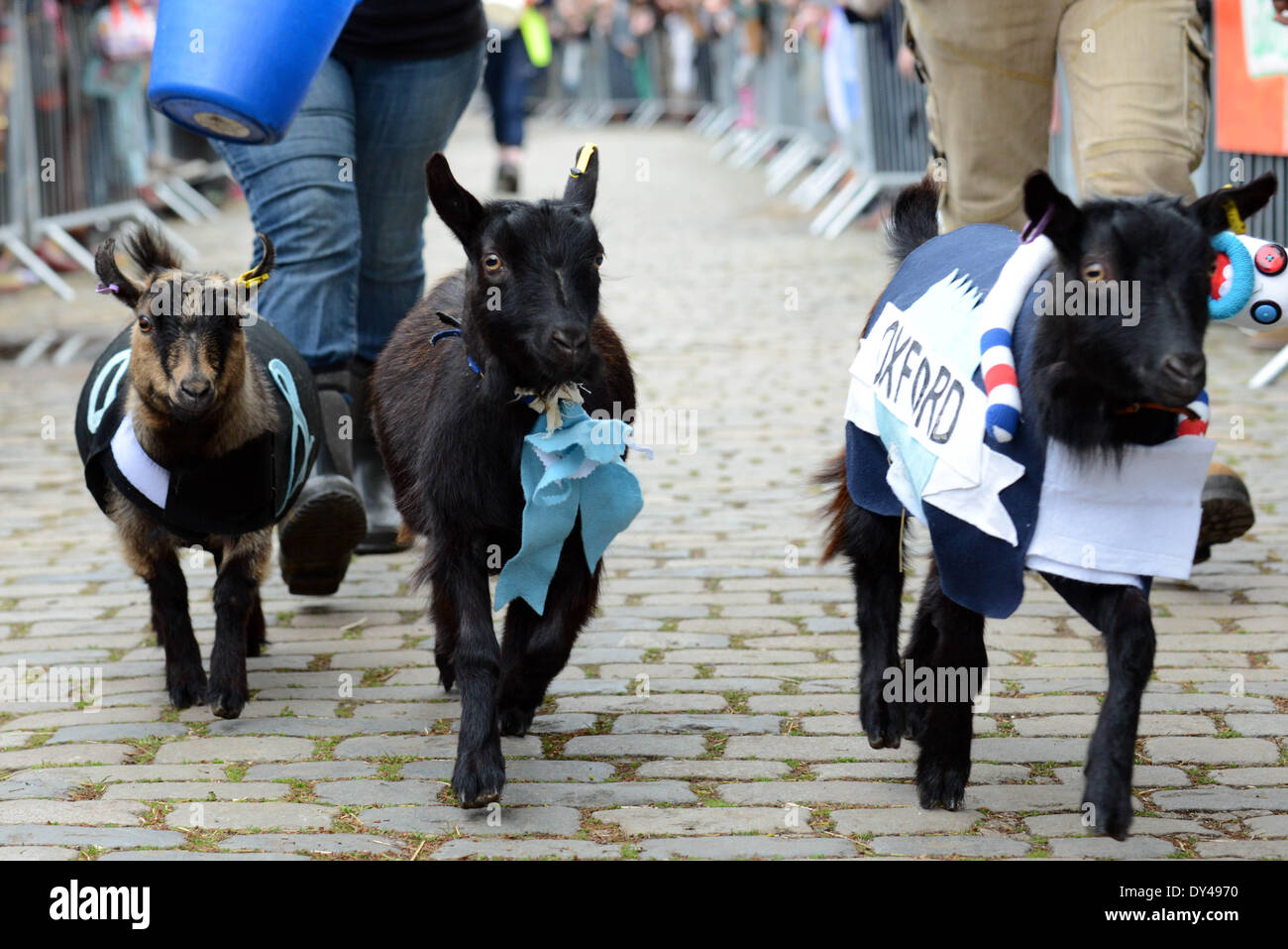 London, UK. 06th Apr, 2014. The Oxford and Cambridge "Goat Race" at ...