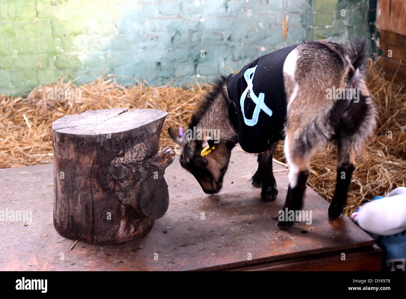 London, UK. 06th Apr, 2014. The Oxford and Cambridge "Goat Race" at ...