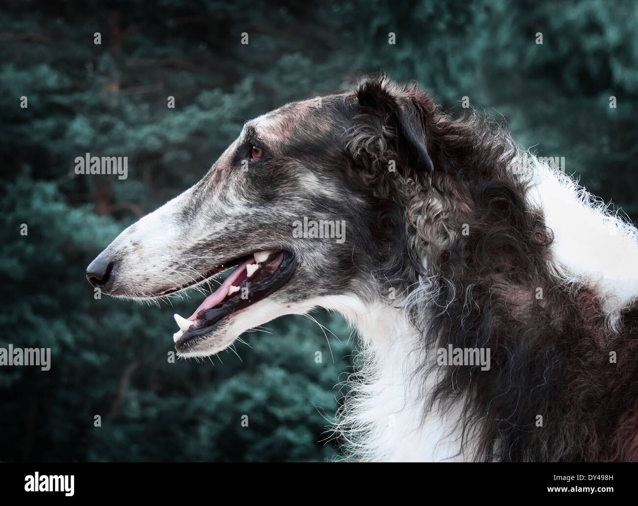 Borzoi Dog High Resolution Stock Photography and Images - Alamy