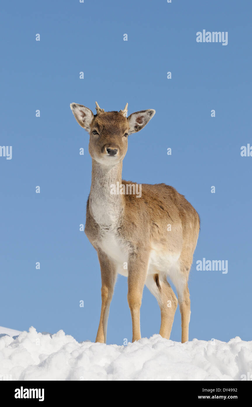 Fallow deer in winter (captured Stock Photo - Alamy