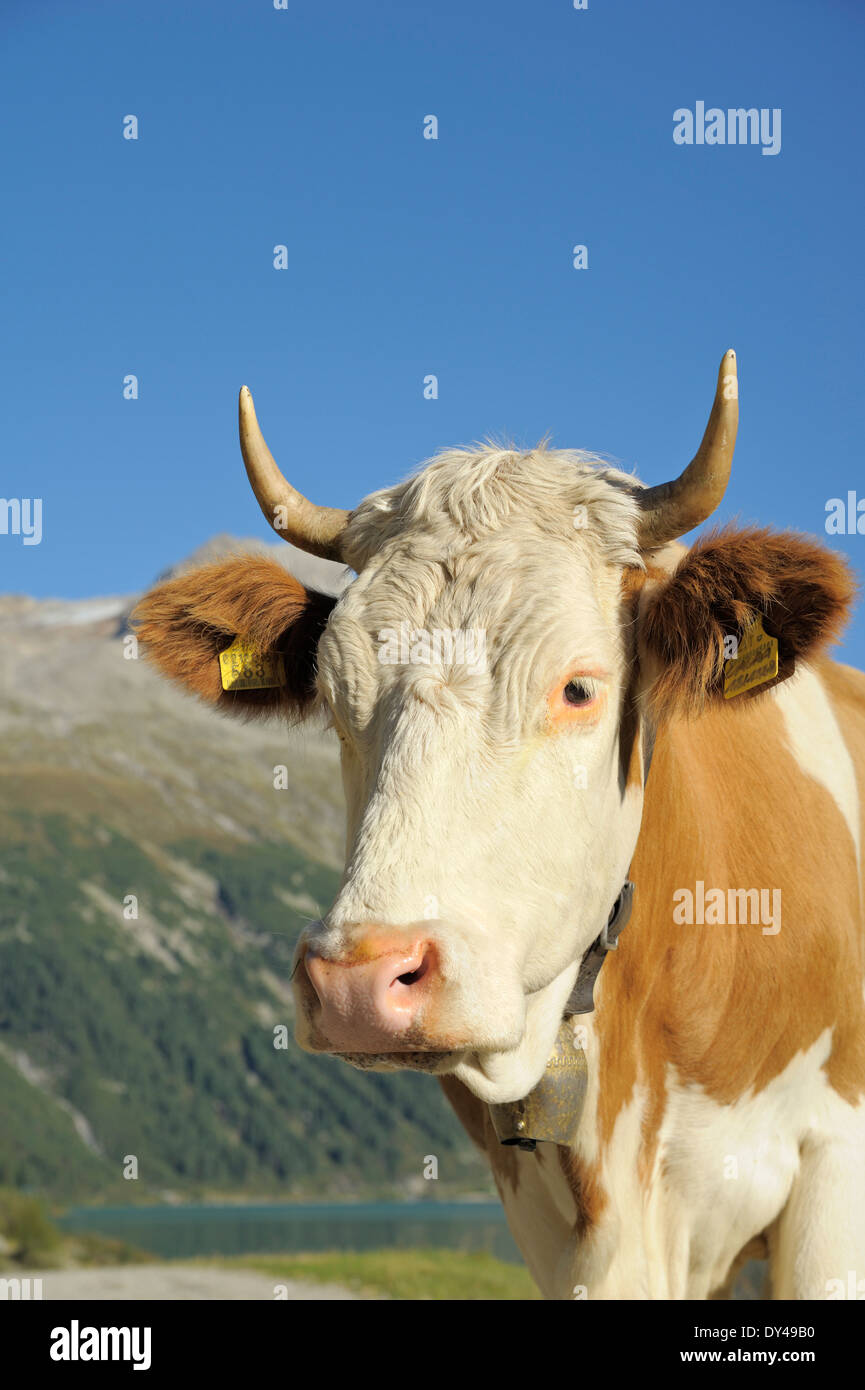 Austria - Tyrol - Zillertal alps: Cow near Schlegeis reservoir in late ...
