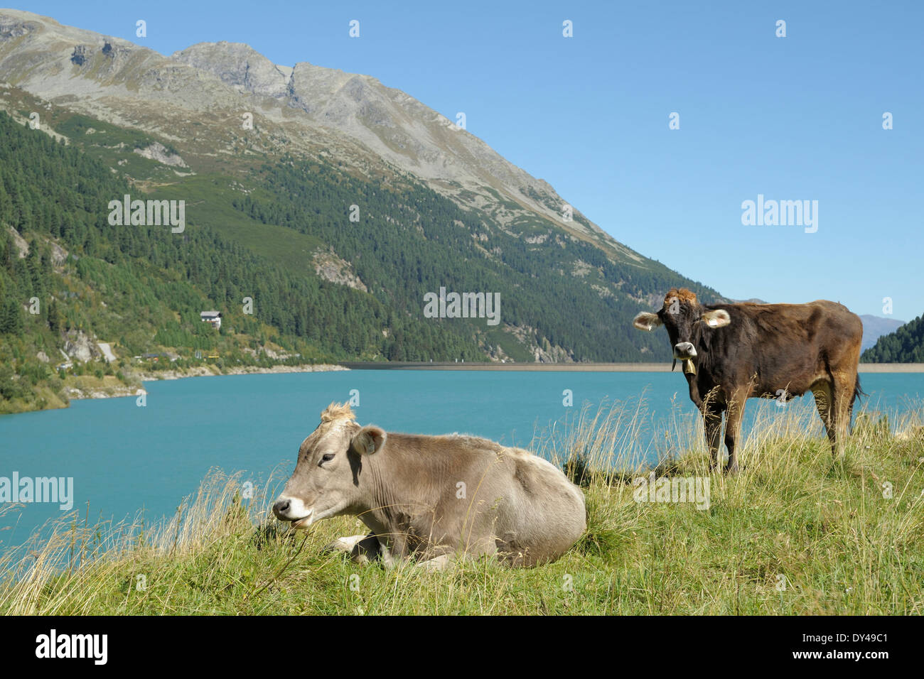 Austria - Tyrol - Zillertal alps: Cows near Schlegeis reservoir in late ...
