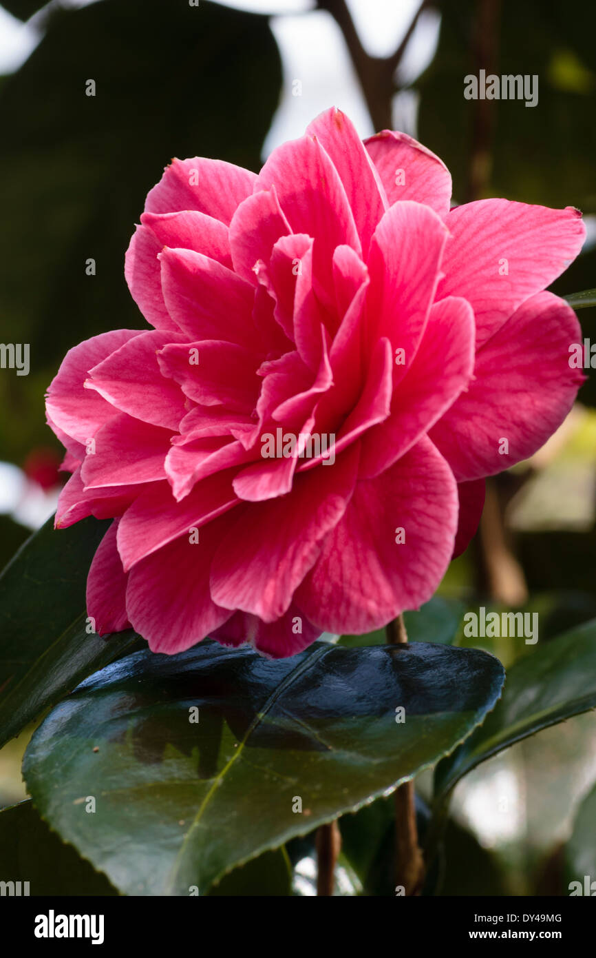 Single bloom of the formal double Camellia japonica 'Rubescens Major ...