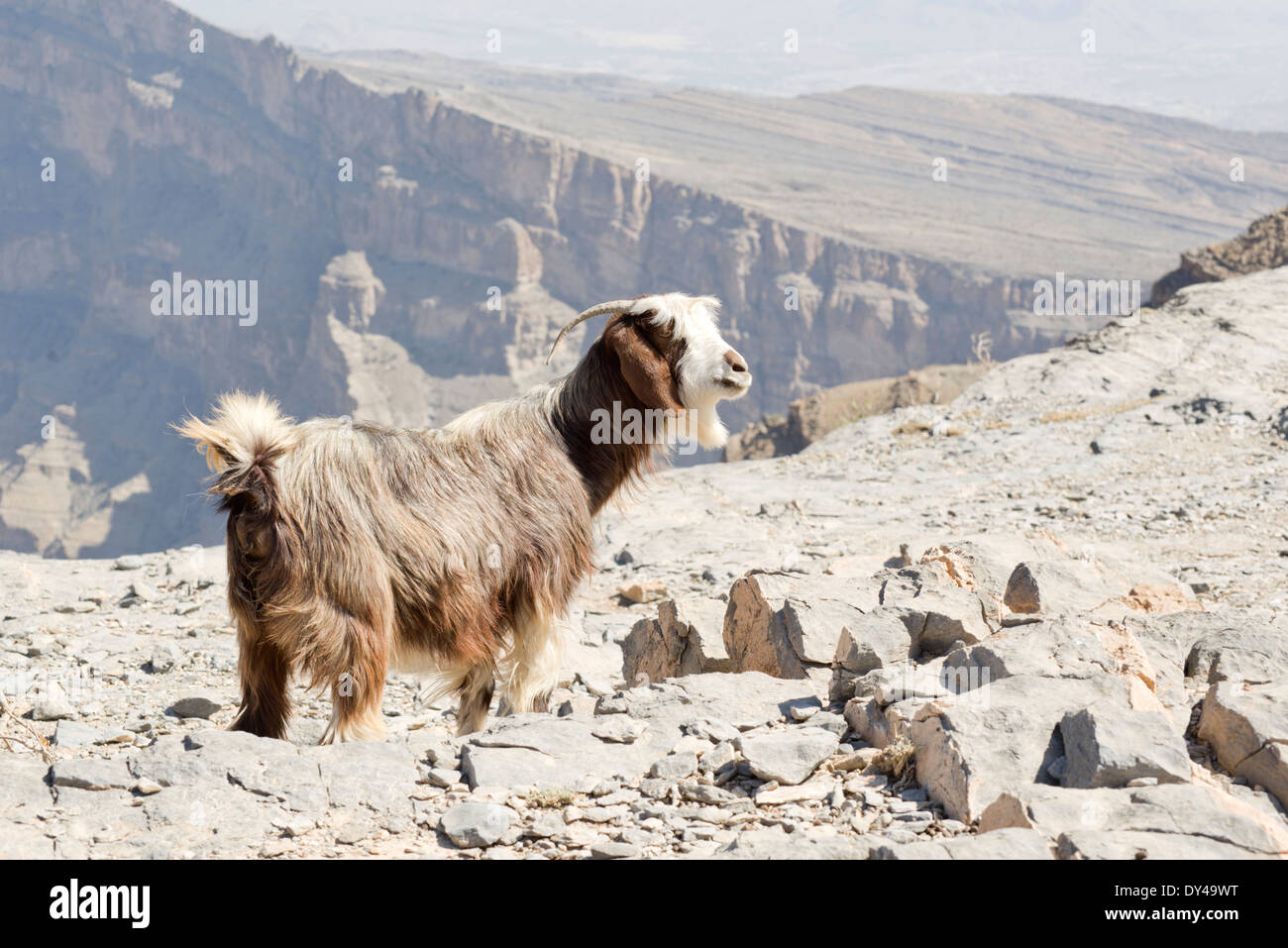 Goat oman hi-res stock photography and images - Alamy