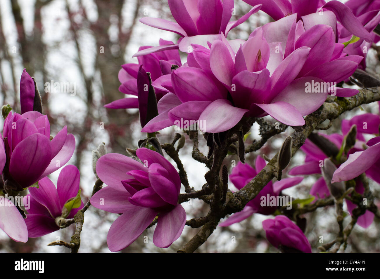 Flowers of the tree Magnolia 'Apollo' in a Cornish garden Stock Photo ...