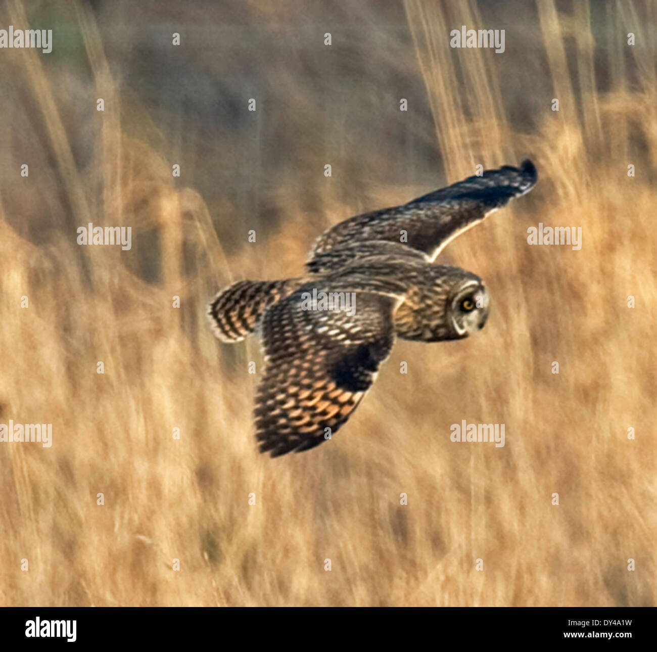 Liverpool wings hi-res stock photography and images - Alamy