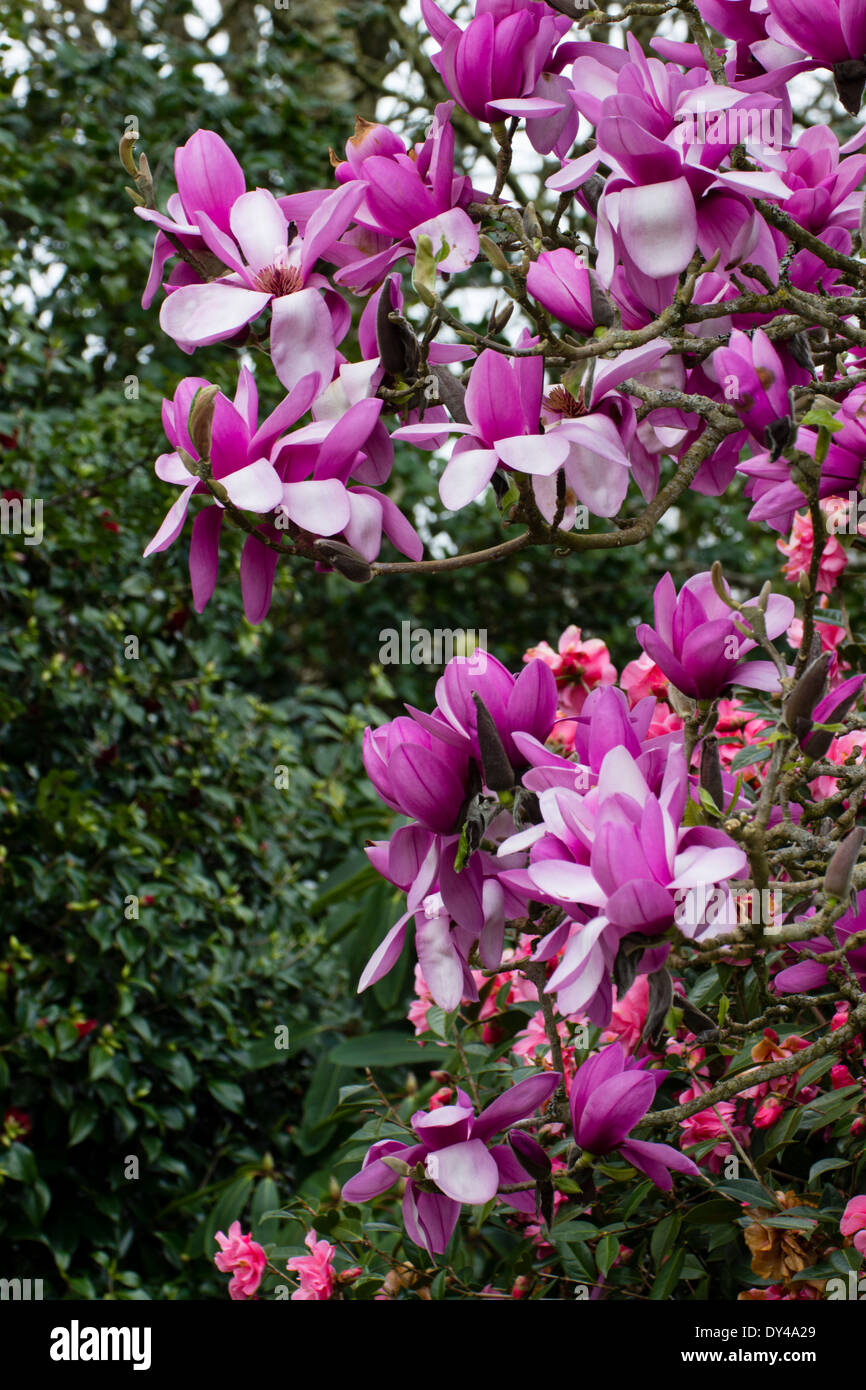 Flowers of the tree Magnolia 'Apollo' in a Cornish garden Stock Photo ...
