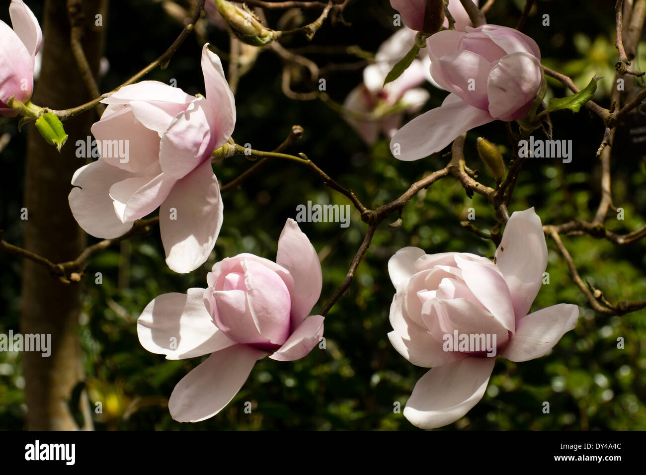 Flowers of the small tree Magnolia 'Iolanthe' in a Cornish garden Stock ...