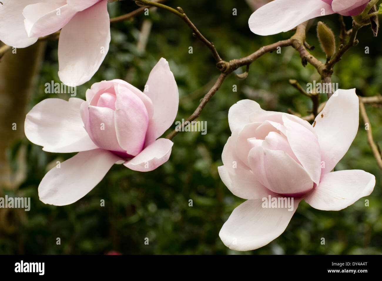 Flowers of the small tree Magnolia 'Iolanthe' in a Cornish garden Stock ...