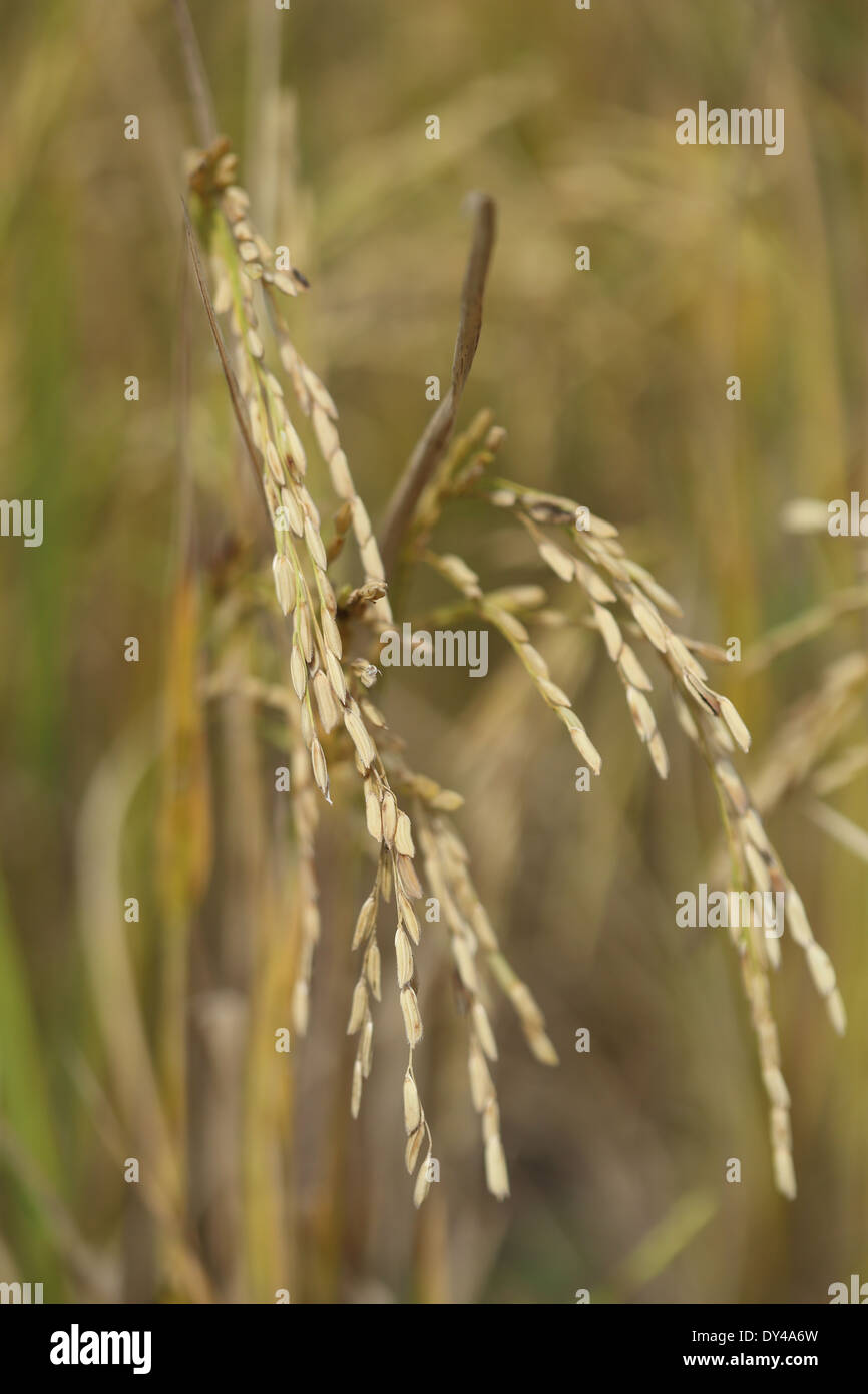 Paddy stem hi-res stock photography and images - Alamy