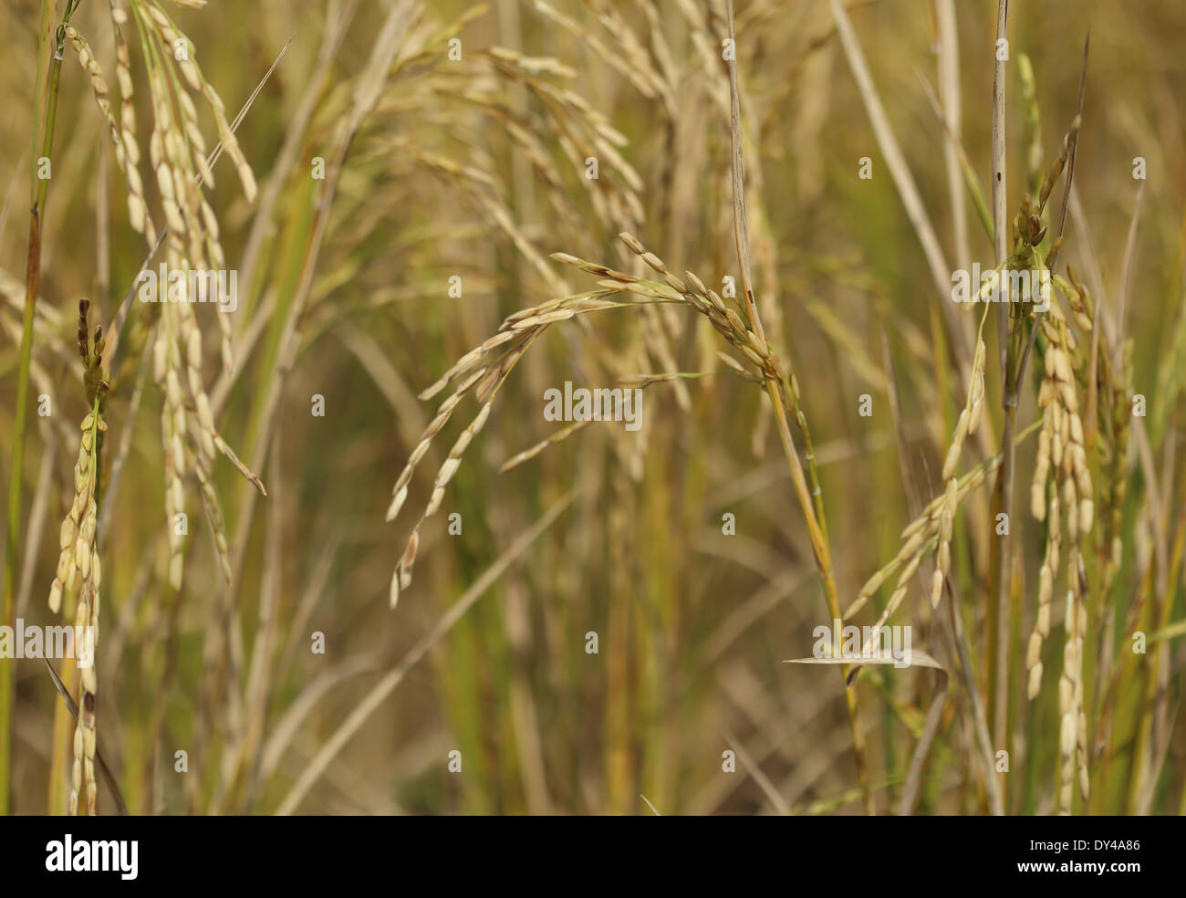 Dry paddy field hi-res stock photography and images - Alamy