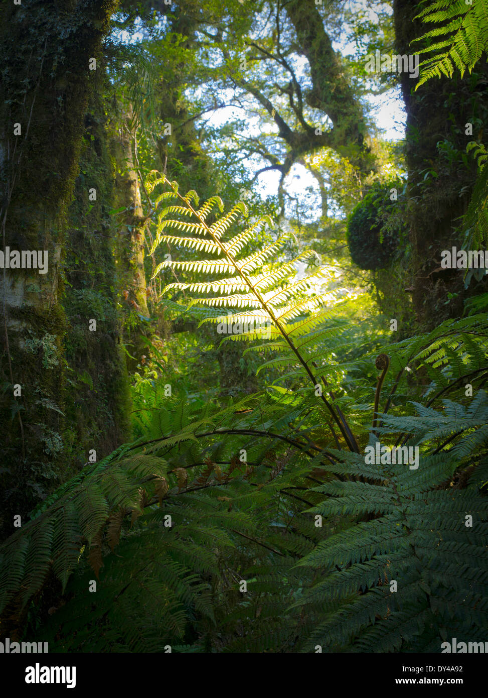 Lush ferns, trees, moss and other plant life grow along the Haast River ...