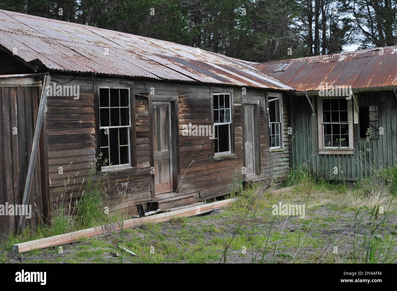 abandoned shack rusted roof trees in background weathered wood siding ...