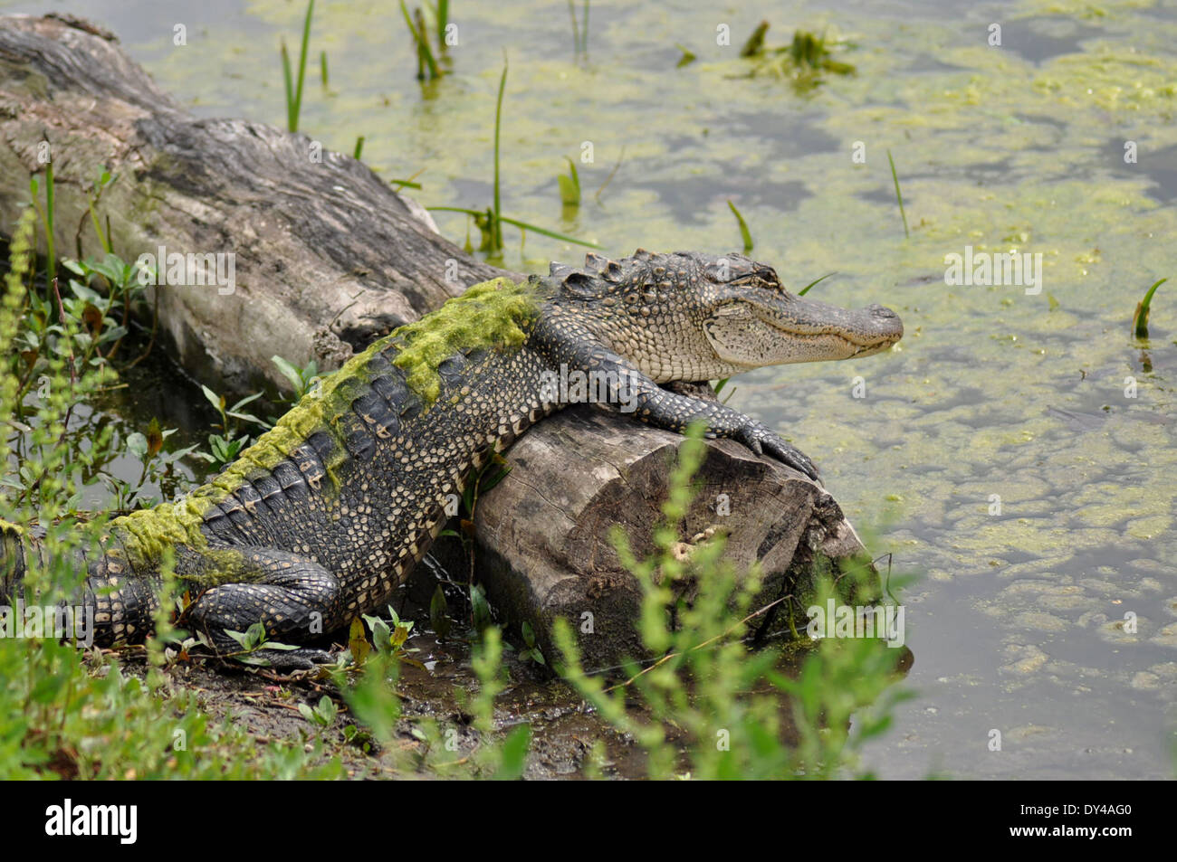 alligator resting on log with green moss on back at waters edge Stock ...