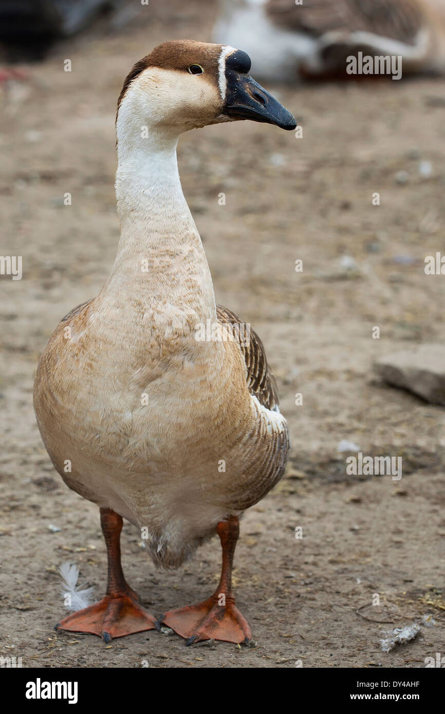 Goose on the farm Stock Photo - Alamy