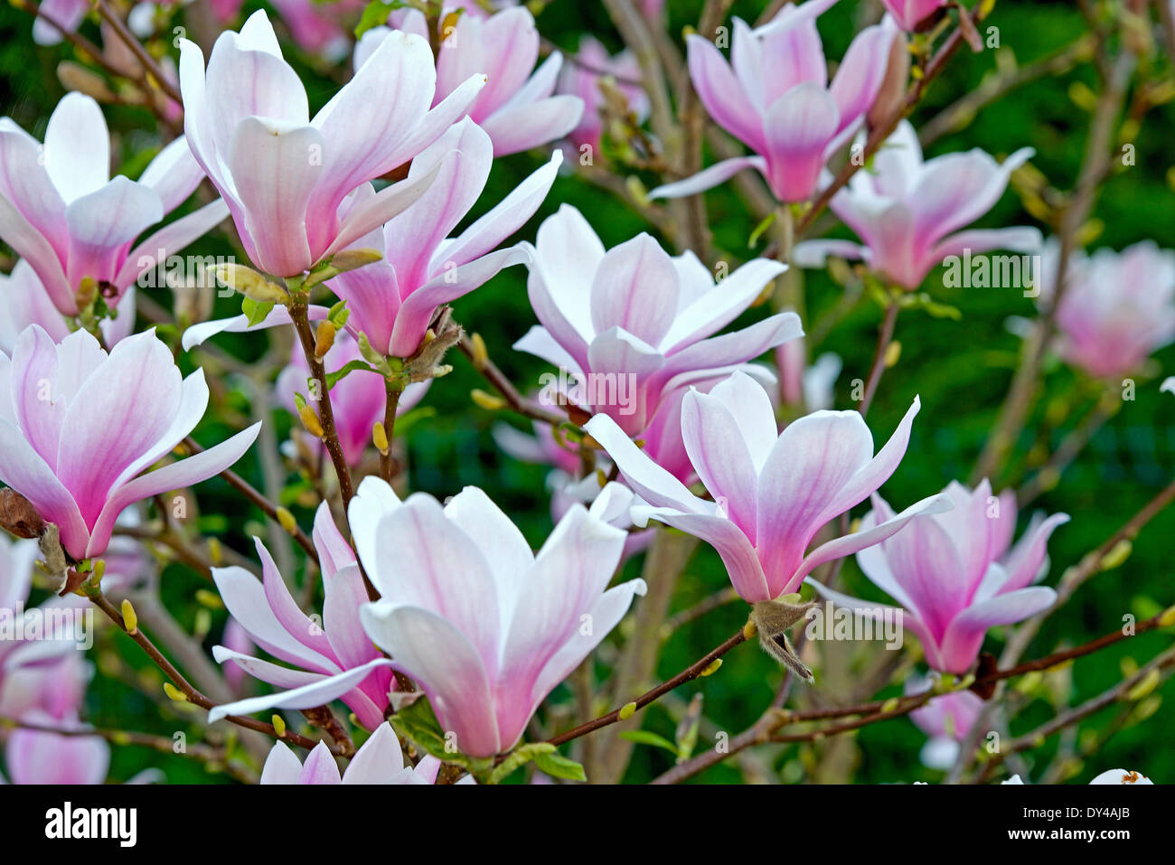 Magnolia inspiration hi-res stock photography and images - Alamy