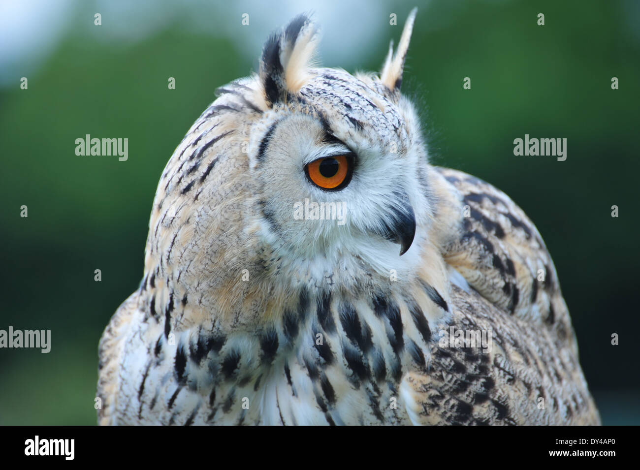 Tufted owl hi-res stock photography and images - Alamy