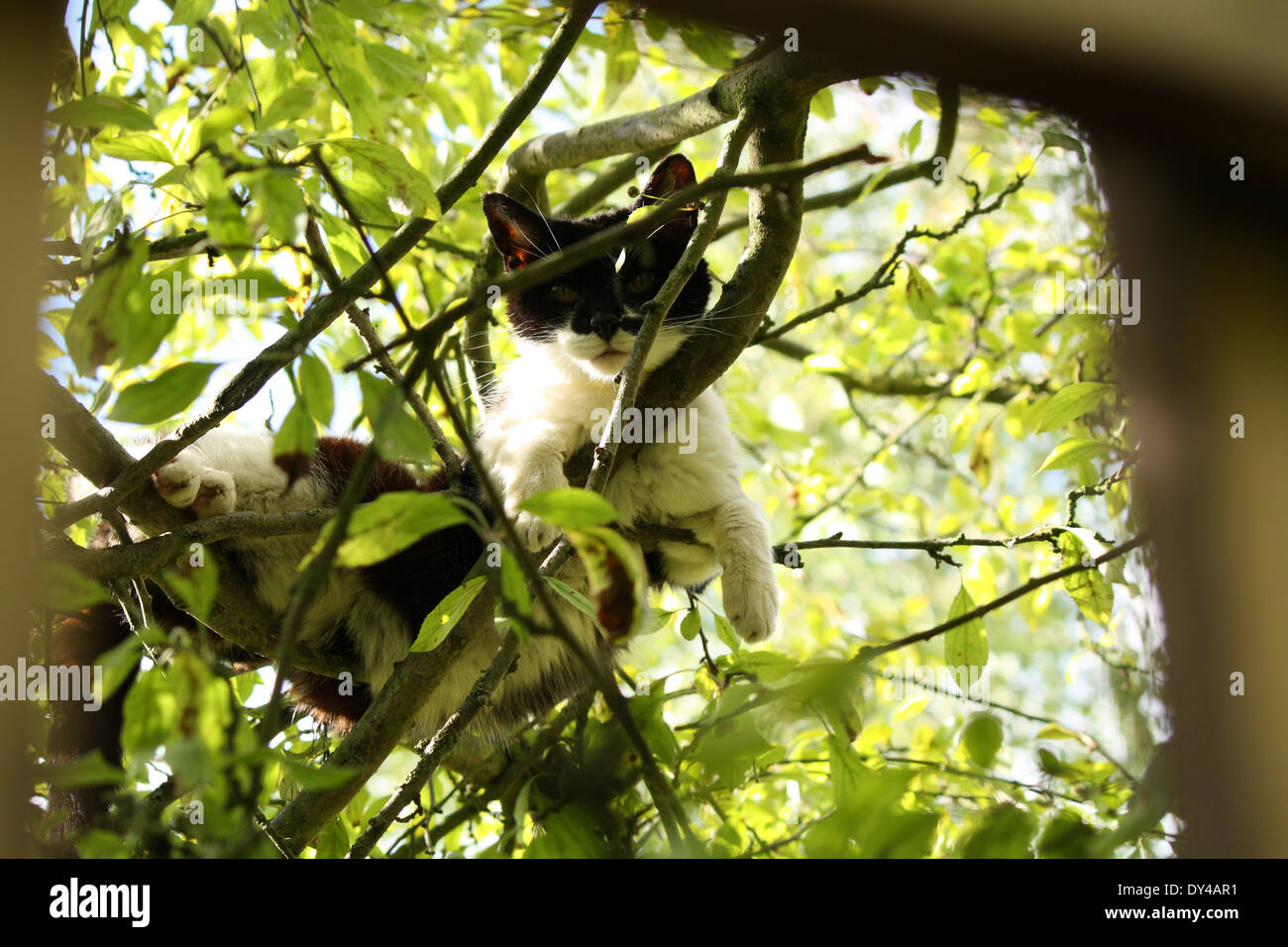 Cat laying in a tree Stock Photo - Alamy