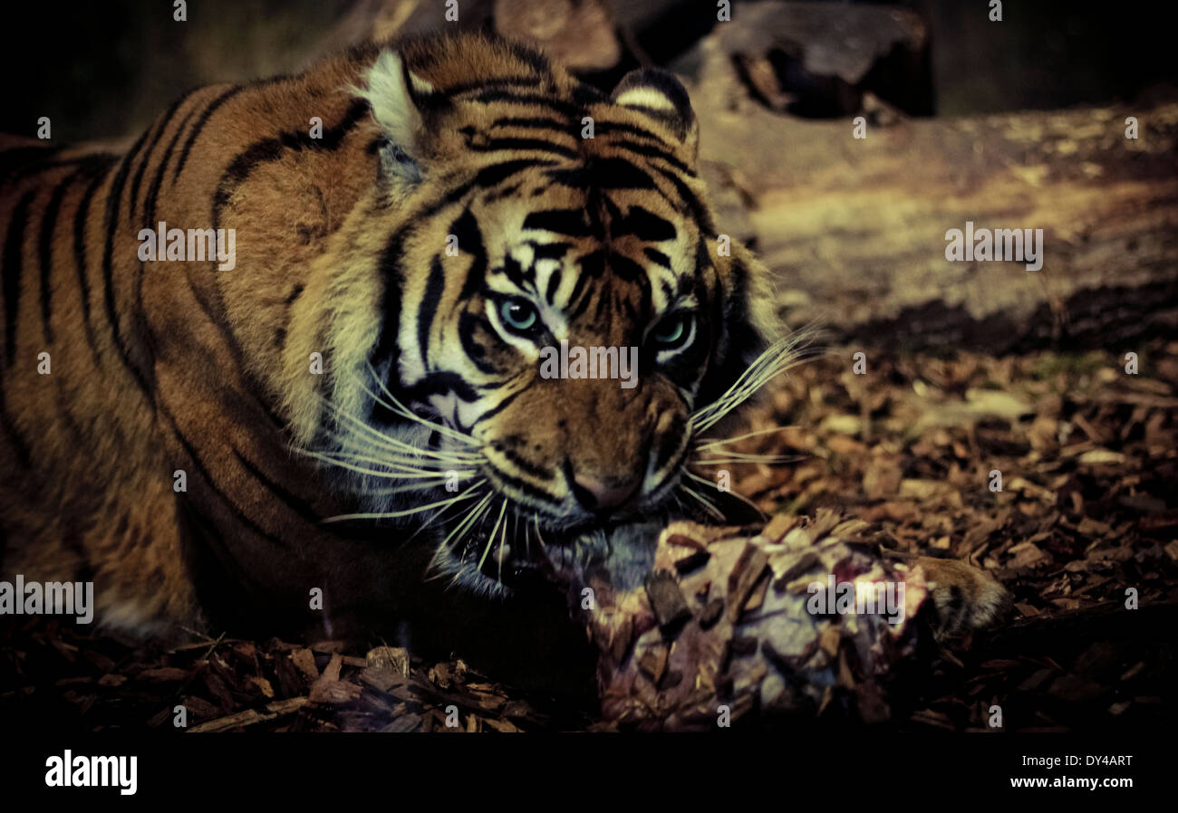 Sumatran tiger chews on meat carcass Stock Photo - Alamy
