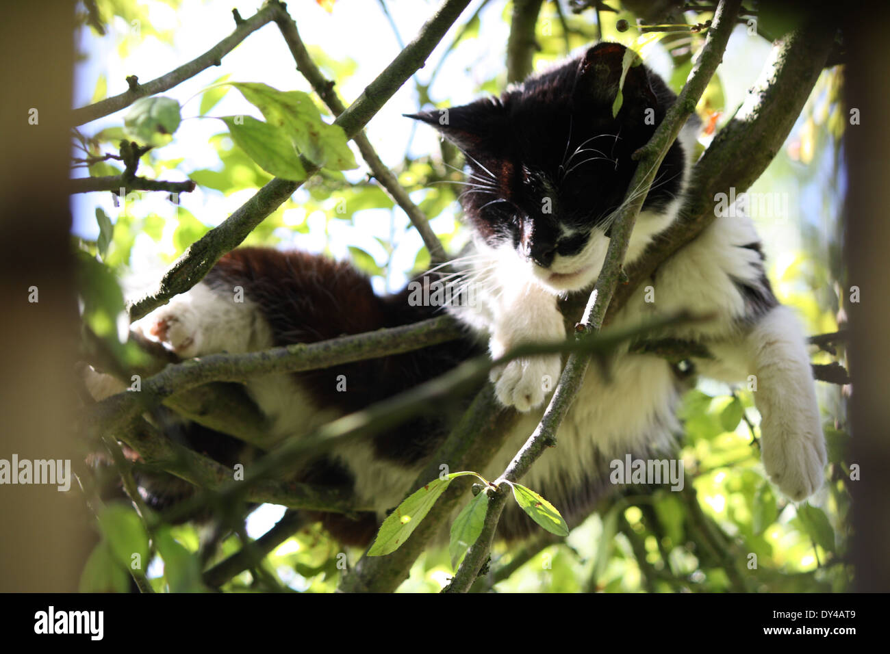 Cat sleeping in a tree Stock Photo - Alamy