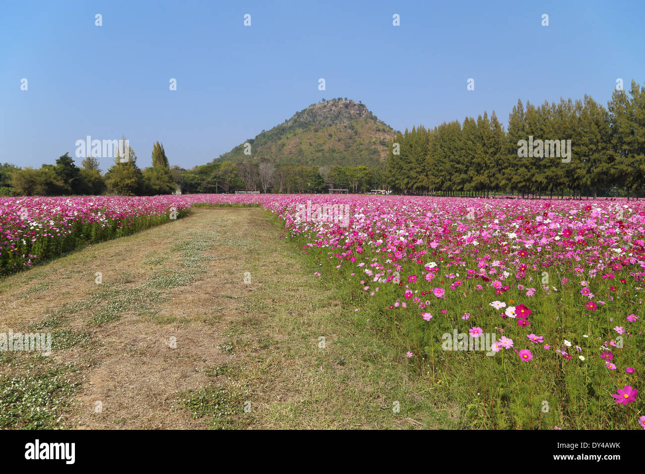 green walkway between cosmos flower in field with mountain background ...