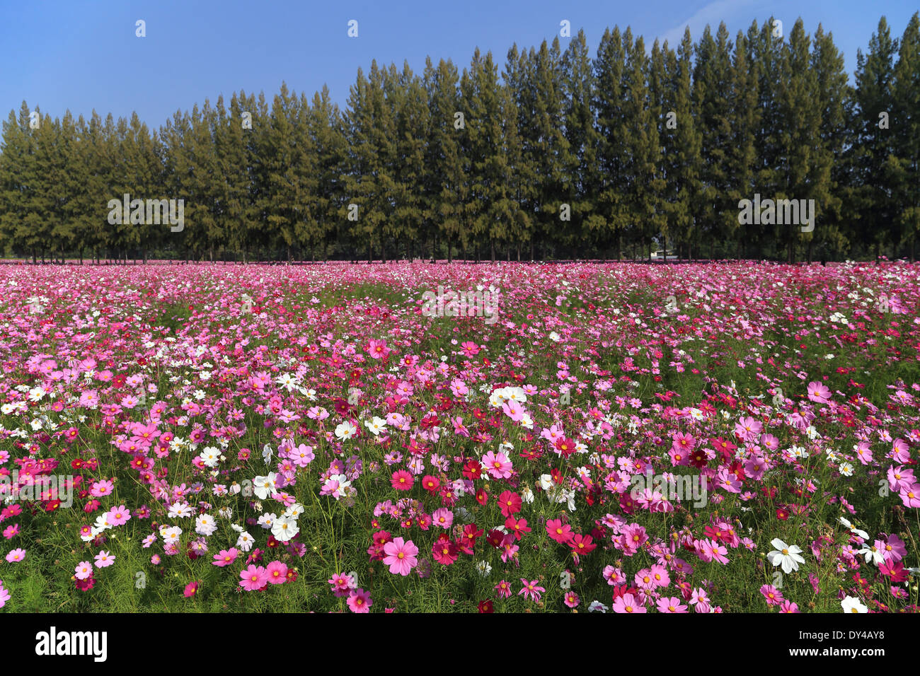 beautiful cosmos flower in field with pine tree background Stock Photo ...