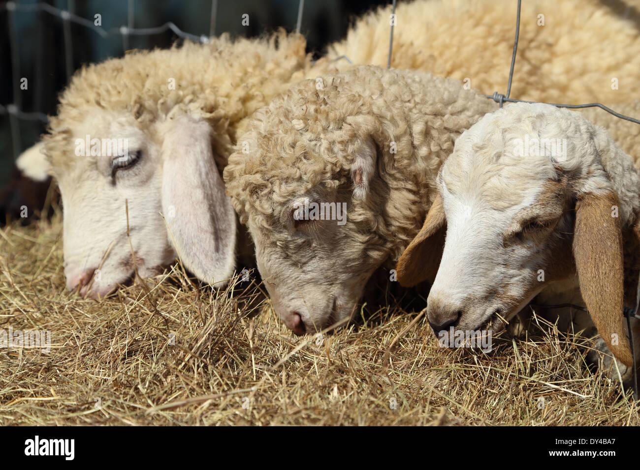 Sheeps eating farm hi-res stock photography and images - Alamy